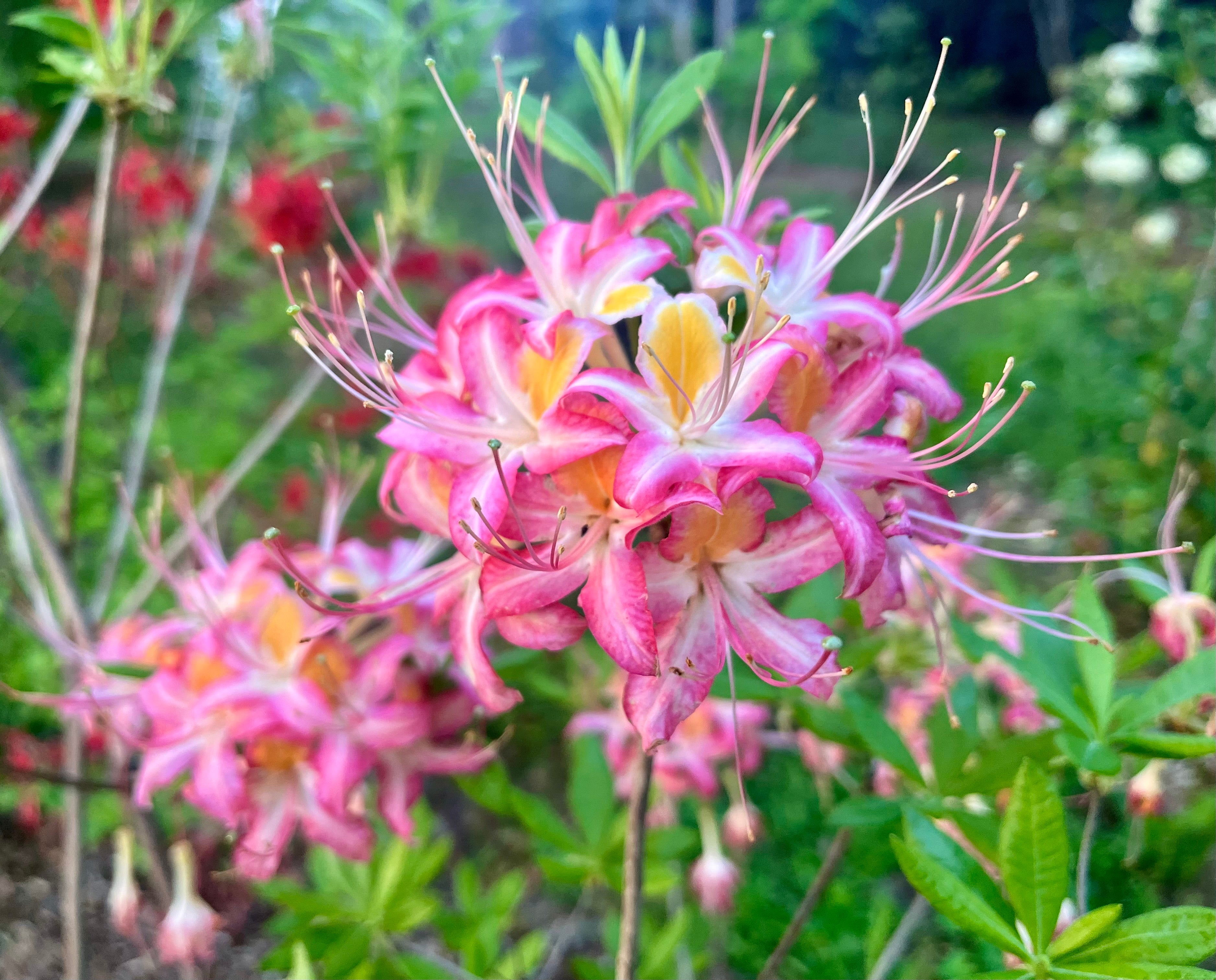 Rhododendron 'Candy Stripe' (Native Azalea) | Trusty Farms LLC