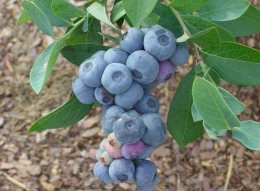 Rabbiteye Blueberry 'Krewer' | Trusty Farms LLC