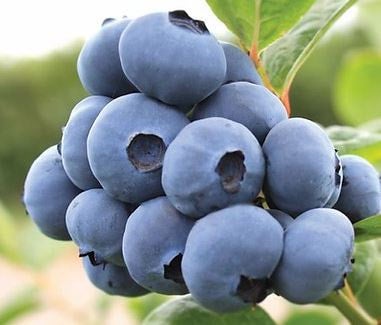 Rabbiteye Blueberry 'Vernon' | Trusty Farms LLC