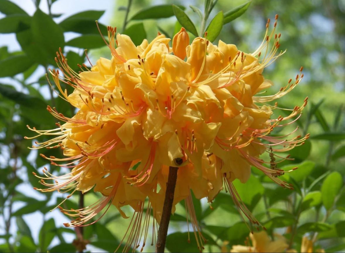 Rhododendron austrinum 'Earl's Gold' (Native Azalea) | Trusty Farms LLC