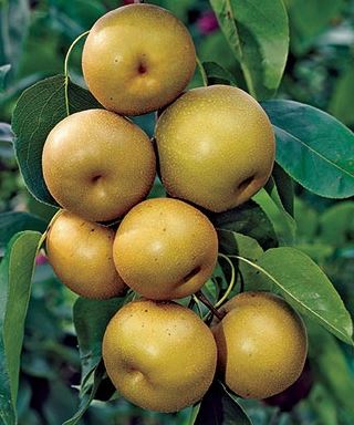 Asian Pear '20th Century' | Trusty Farms LLC