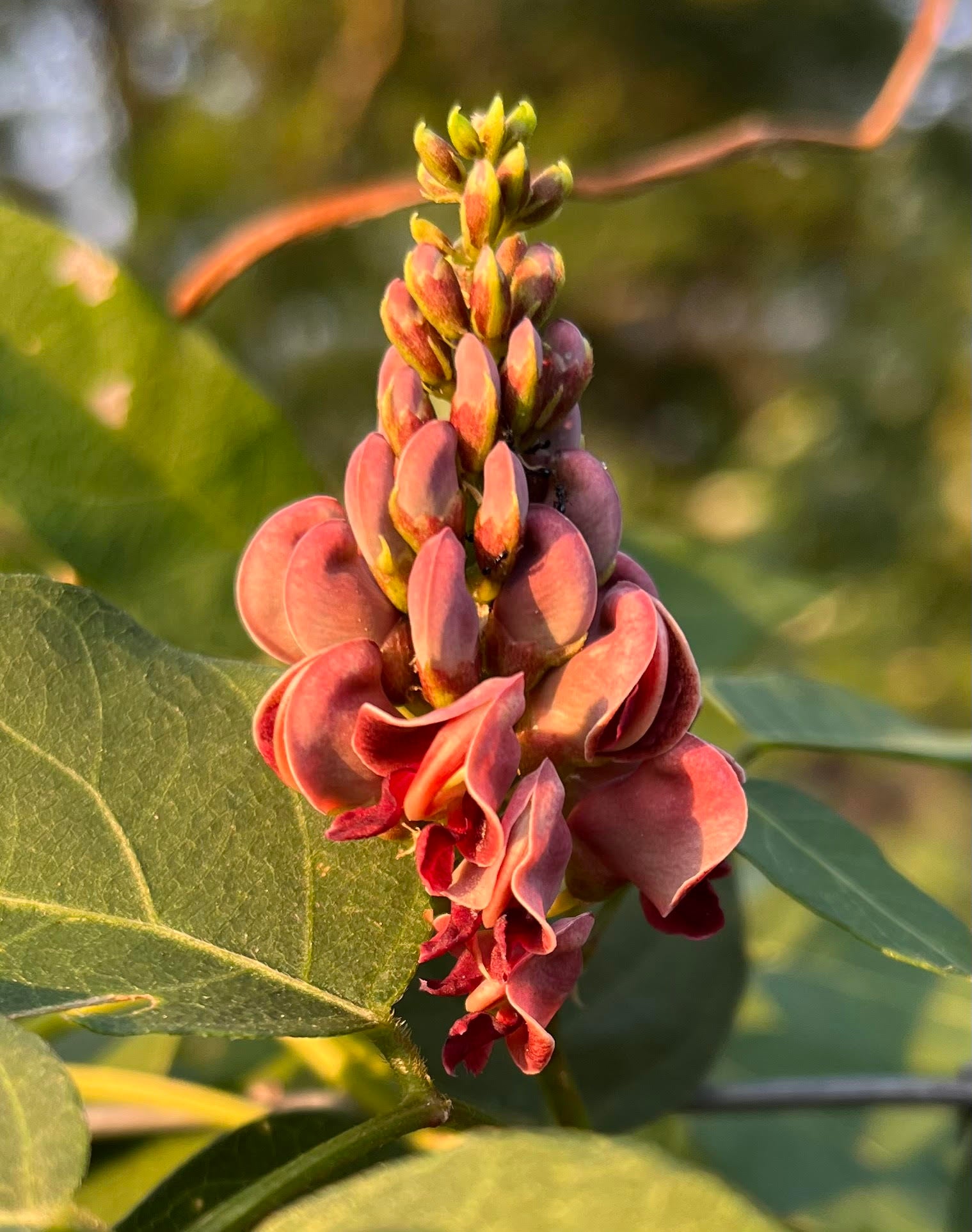 Groundnut Flower