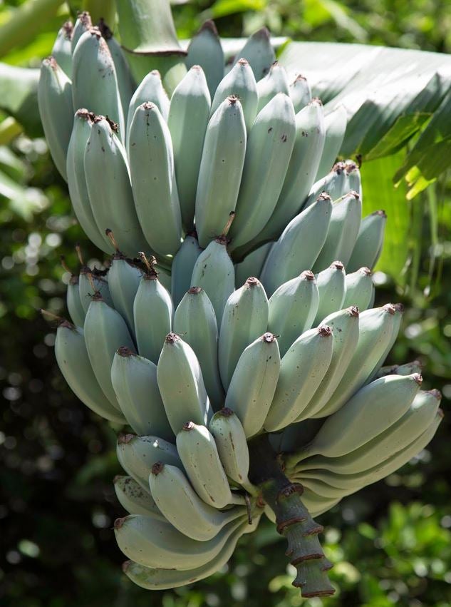Banana 'Blue Java Ice Cream' | Trusty Farms LLC