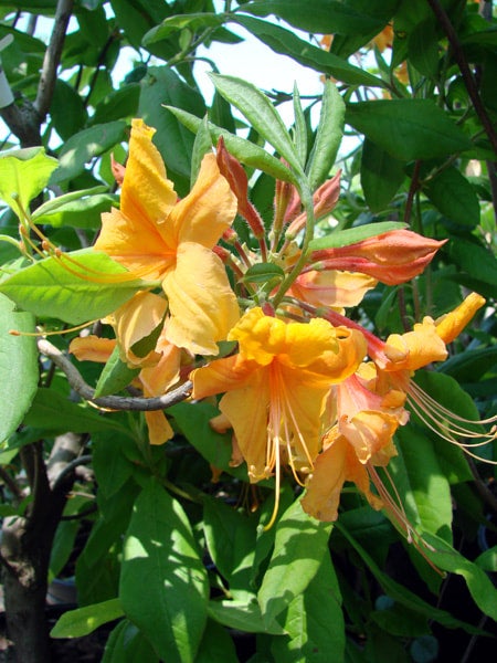 Native Azalea 'Gold Strike' | Trusty Farms LLC