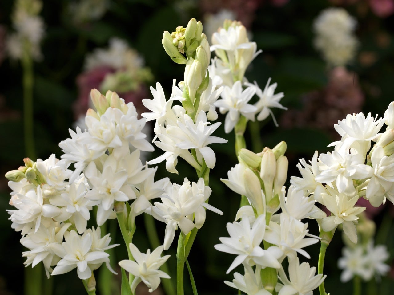 Polianthes Tuberosa Bulbs
