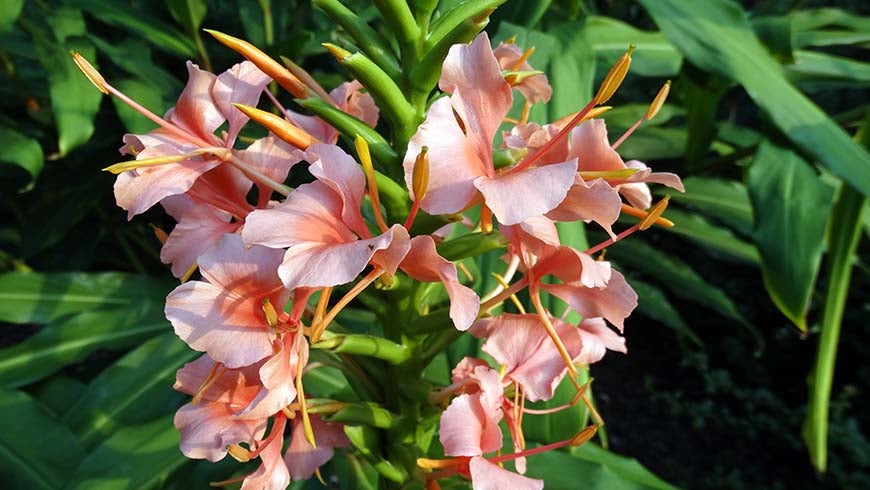 Hedychium x coronarium 'Elizabeth' | Trusty Farms LLC