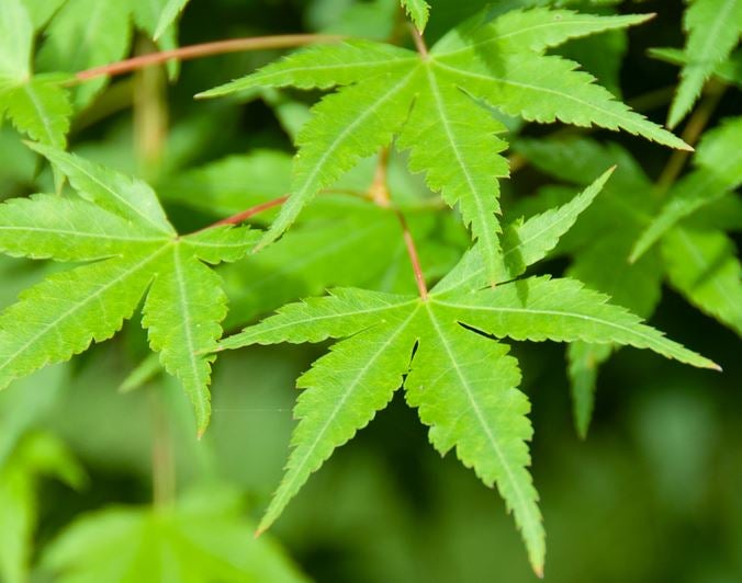 Green Japanese Maple Tree Leaves