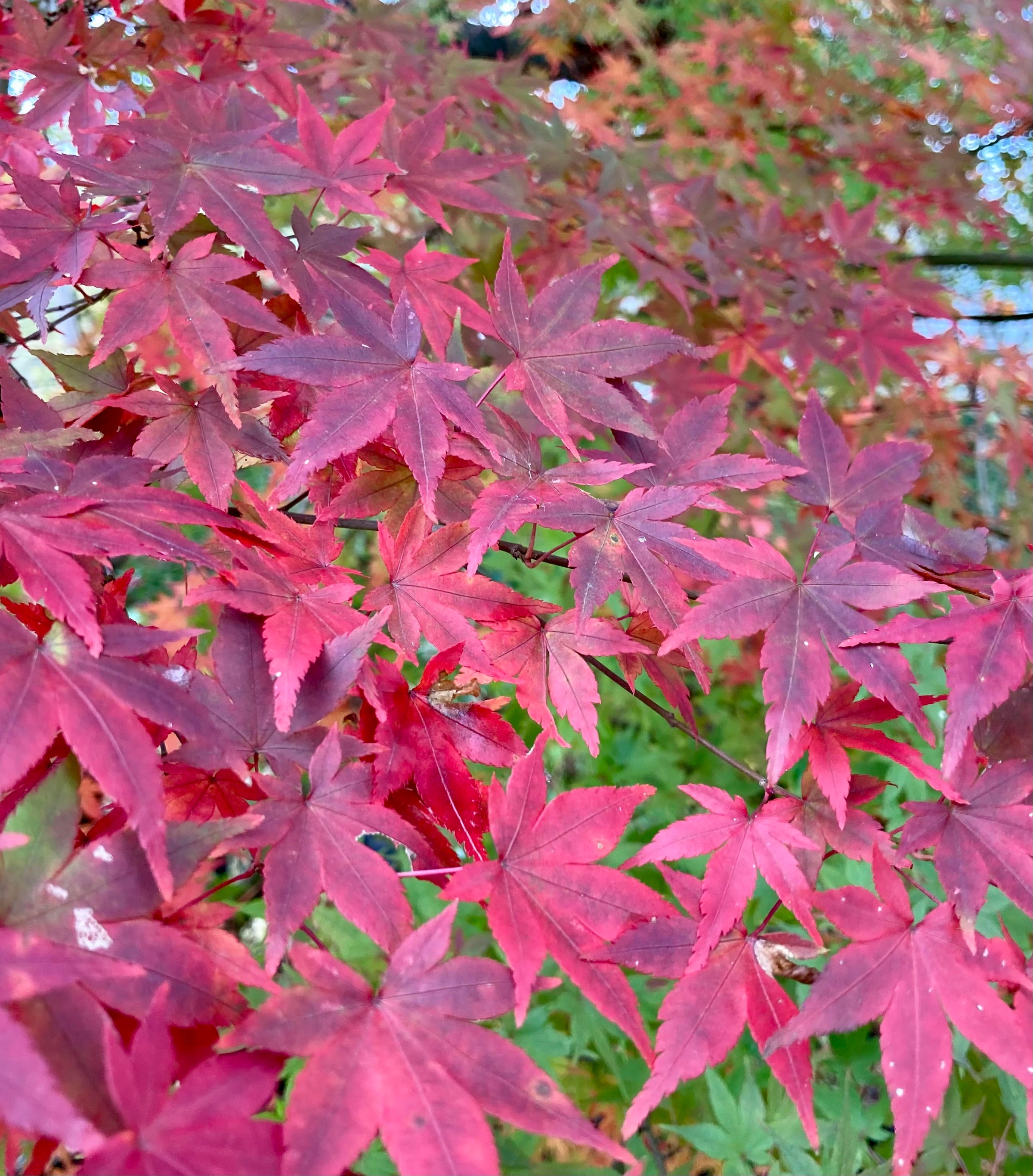Green Japanese Maple Tree Leaves